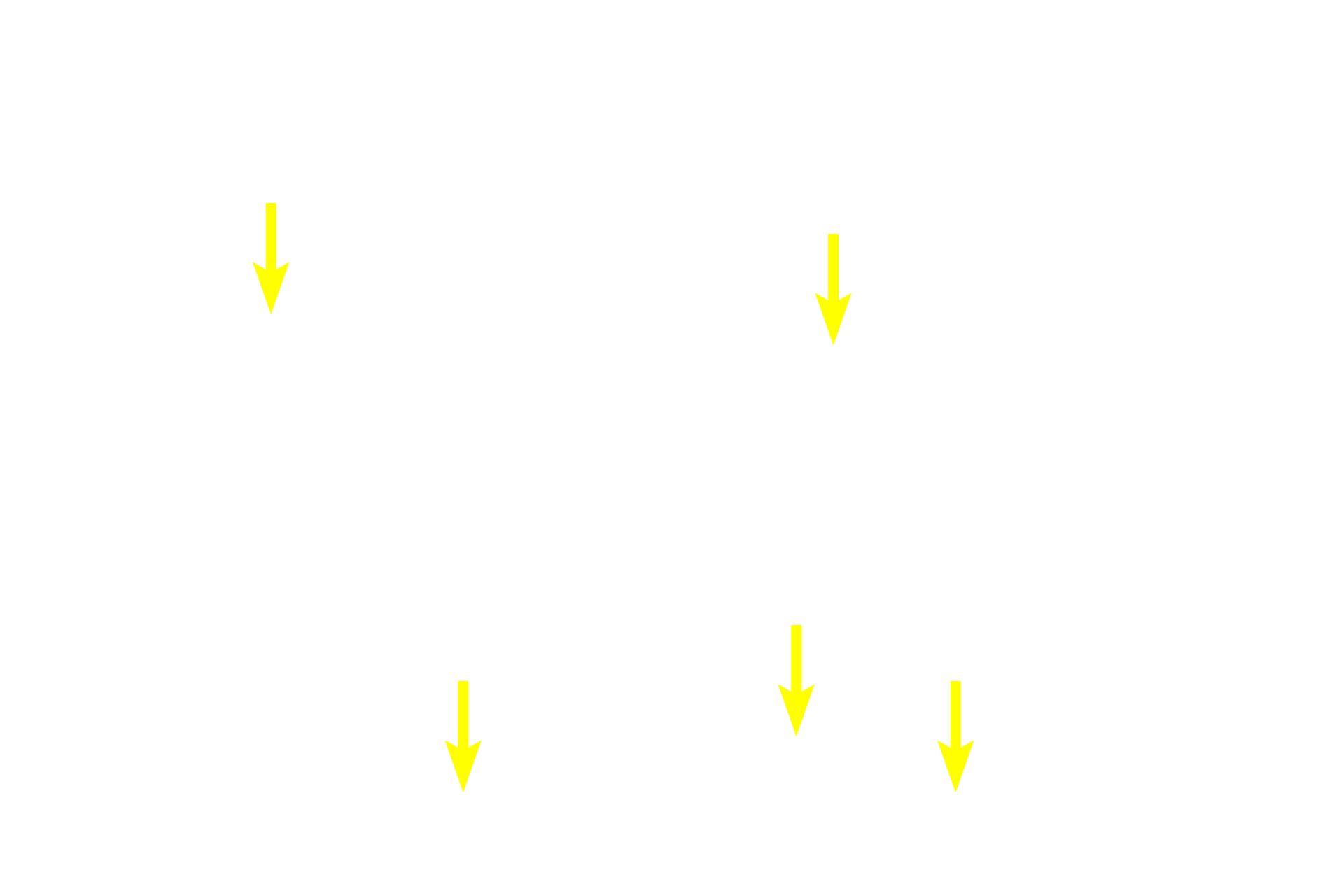 Cardiac 4 Digital Histology