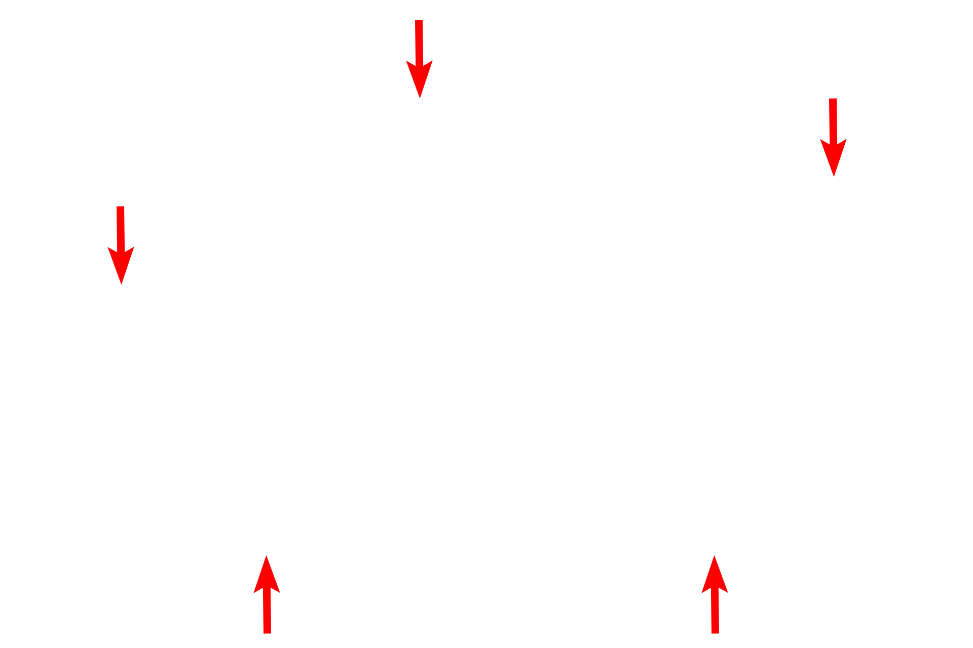 Lymph Node 1 Digital Histology Lymph Node 1 Digital Histology