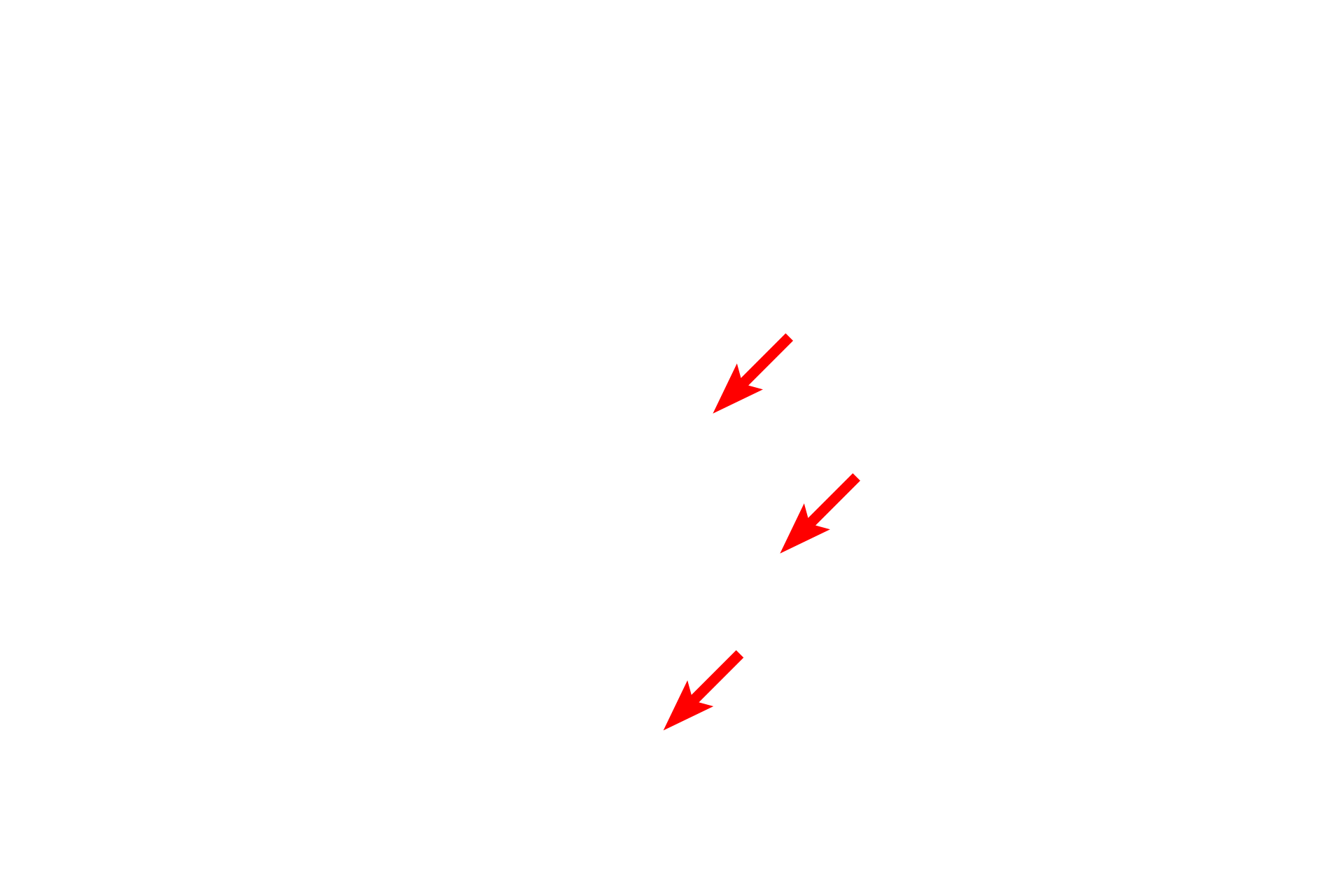 Cells 25 Digital Histology