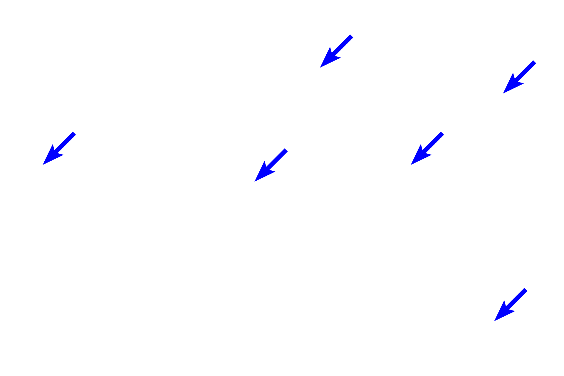 Tissue Basics 3 Digital Histology