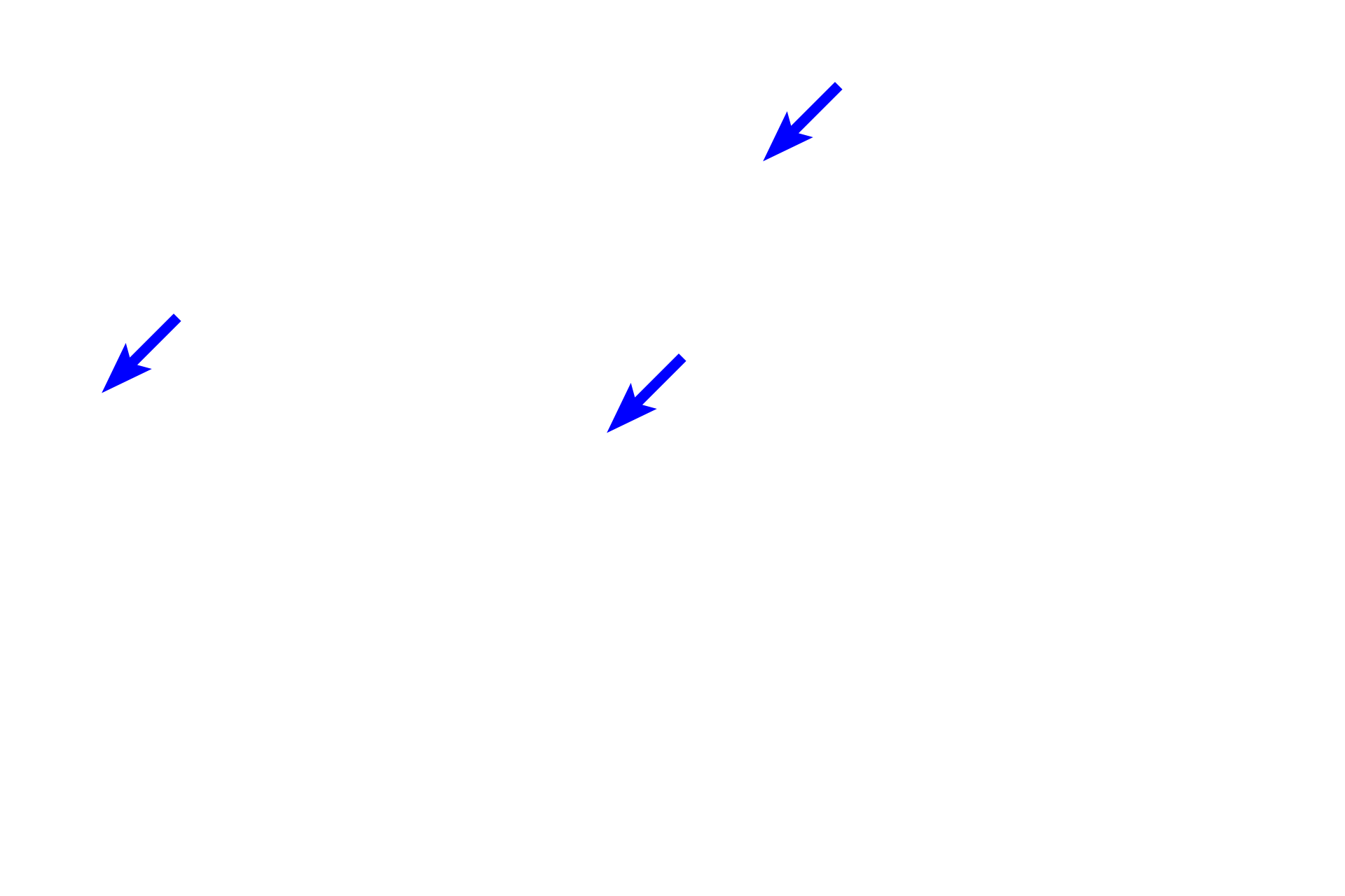 Tissue Basics 3 Digital Histology