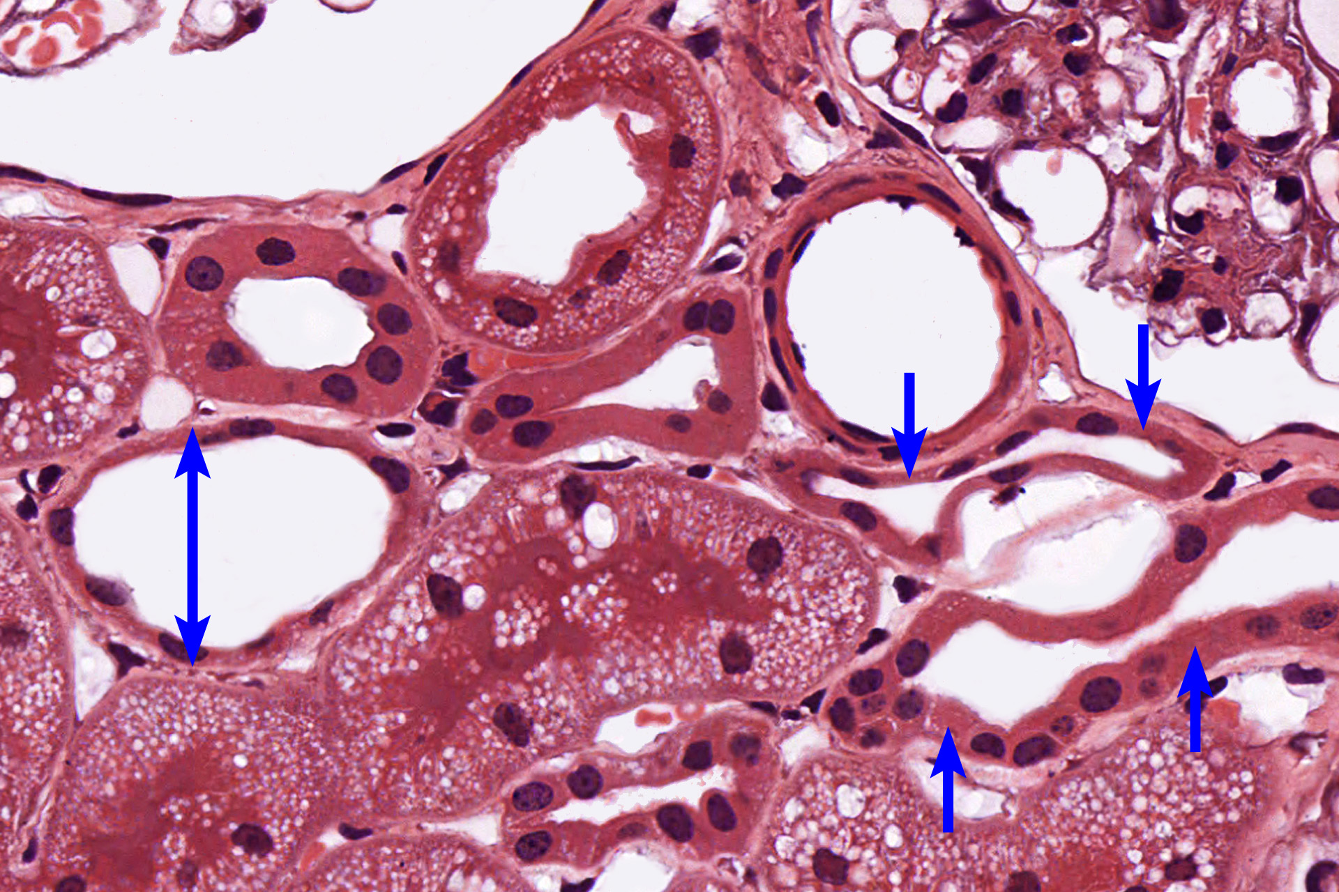 Histology Urinary System Urinary System Histology At James Cook