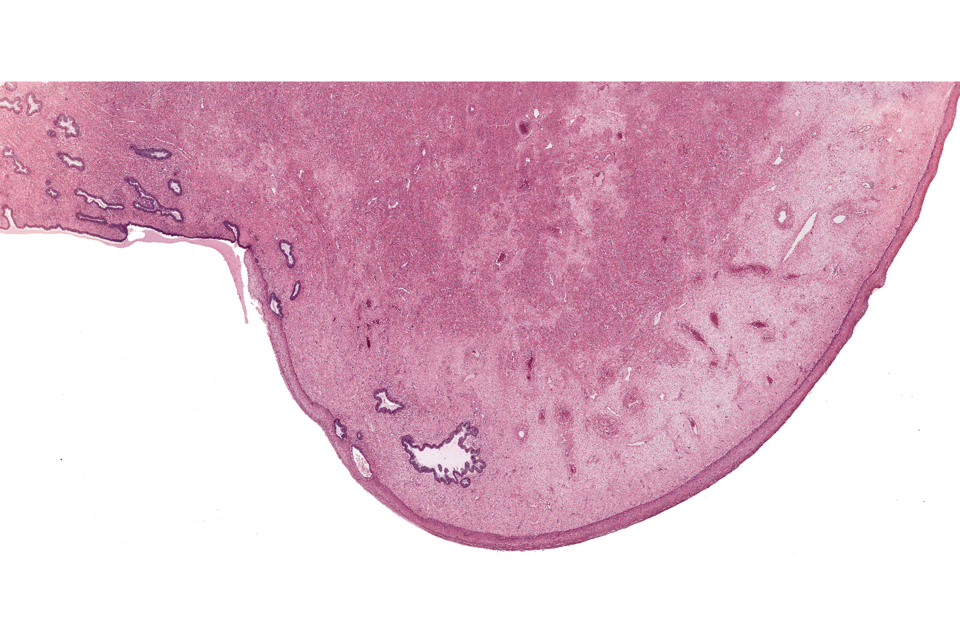 The Histology Guide Female Reproductive System Uterine Cycle